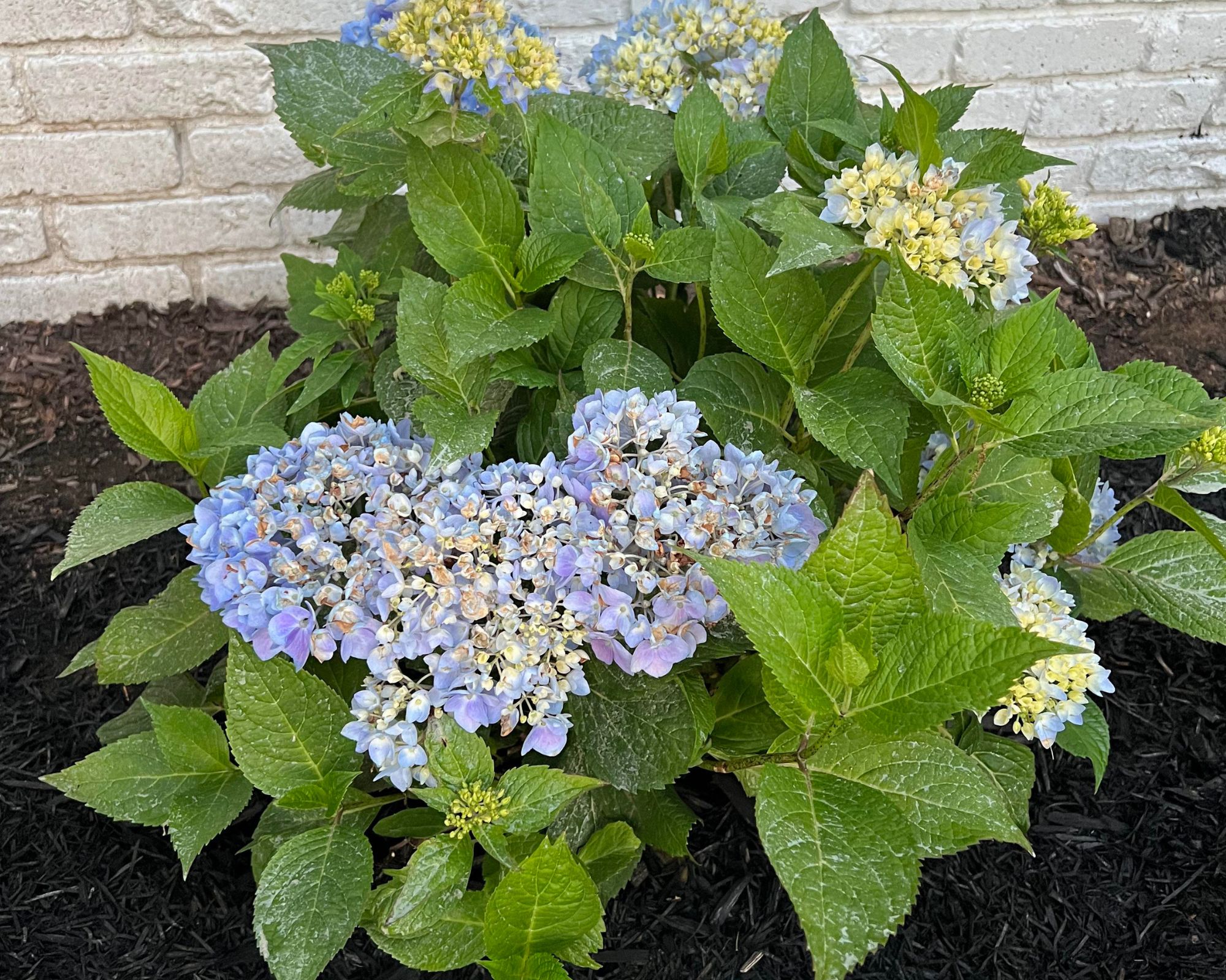 Troubleshooting Hydrangeas: 11 Common Problems and Fixes - Complete ...