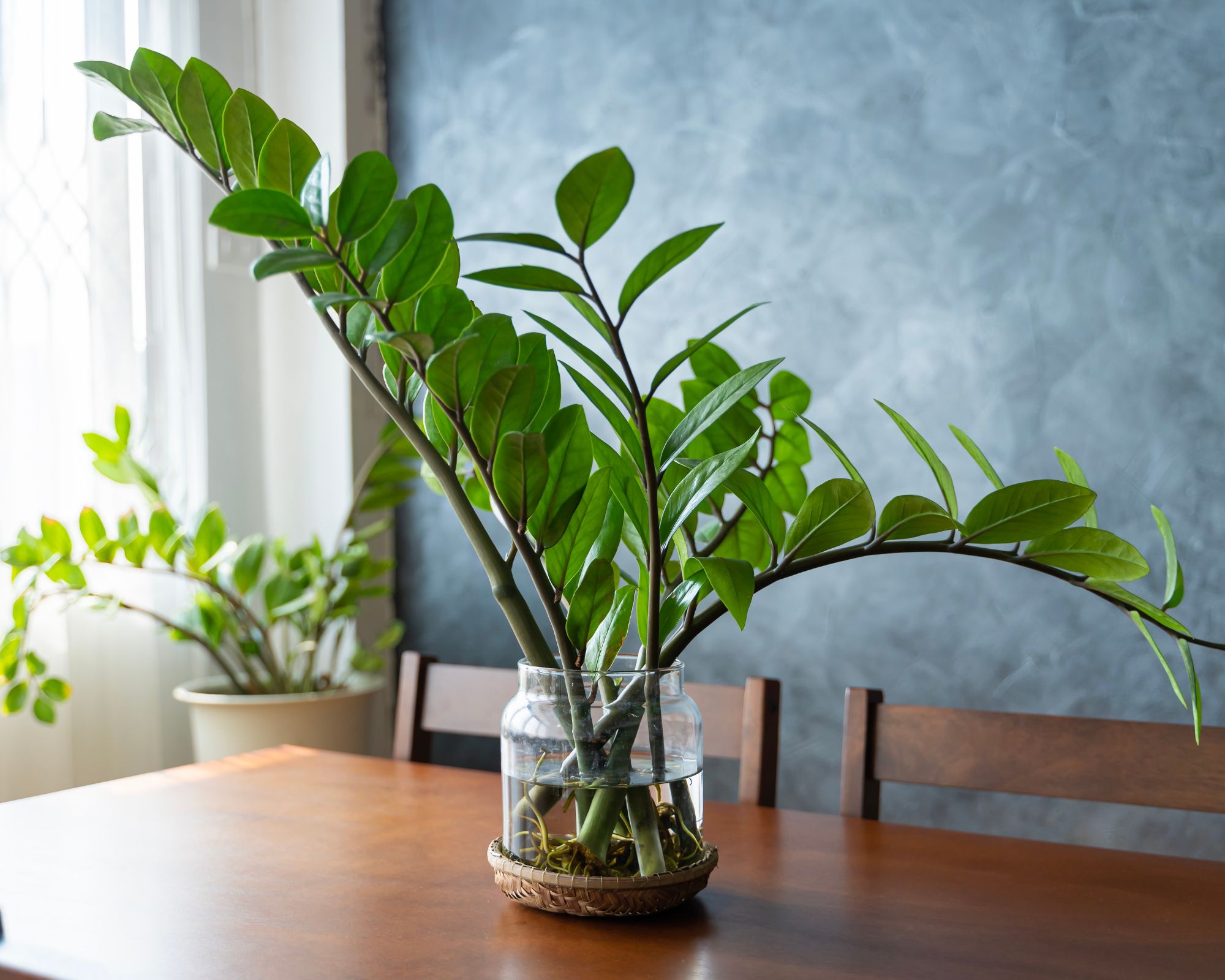 Struggling with Low Light? Here Are 15 Plants Perfect for North-Facing ...