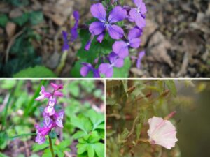 20 Self-Seeding Plants for a Garden That Practically Grows Itself ...