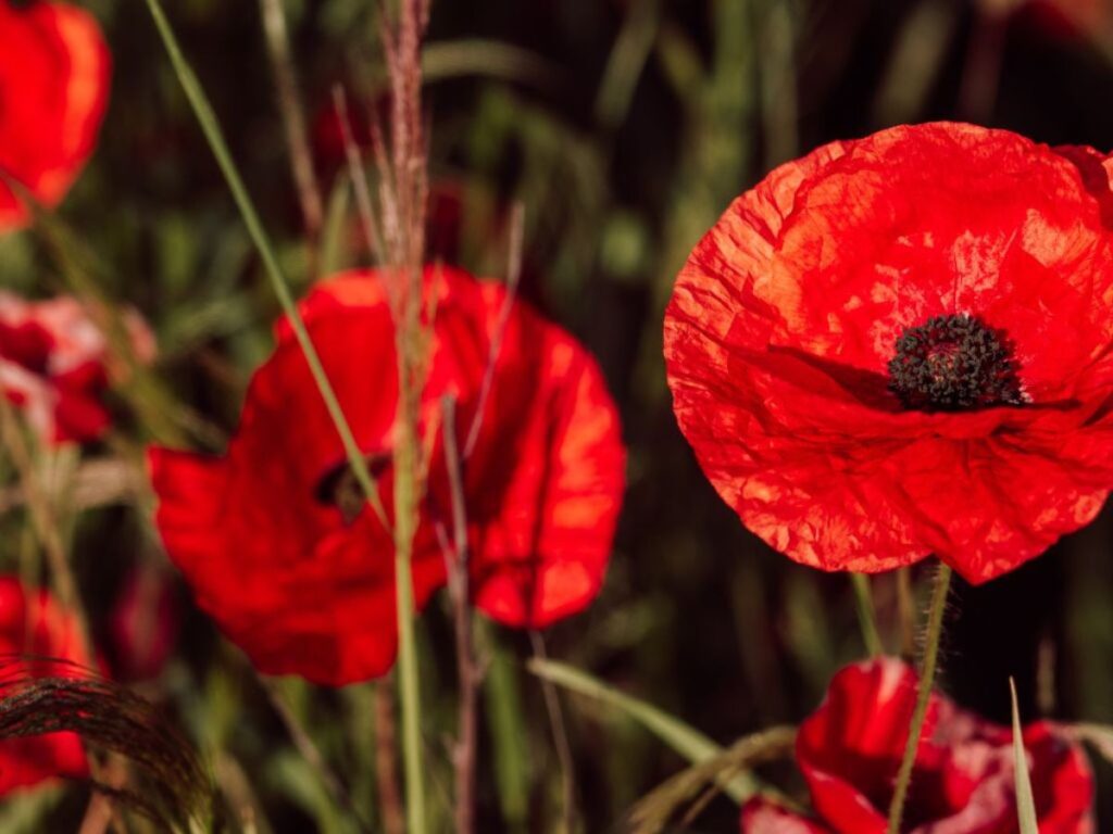 20 Self-Seeding Plants for a Garden That Practically Grows Itself ...