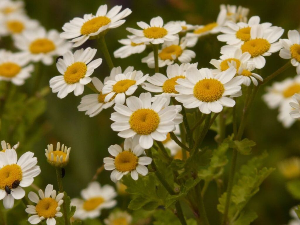 20 Self-Seeding Plants for a Garden That Practically Grows Itself ...