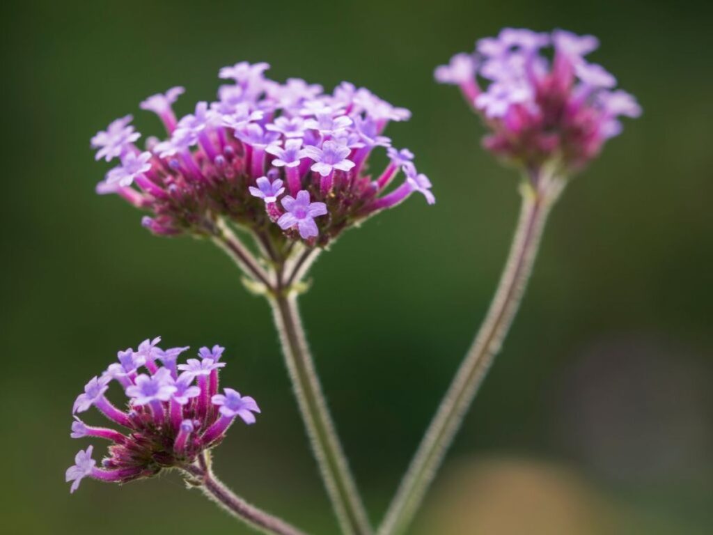 20 Self-Seeding Plants for a Garden That Practically Grows Itself ...