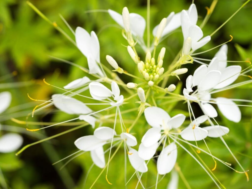 20 Self-Seeding Plants for a Garden That Practically Grows Itself ...