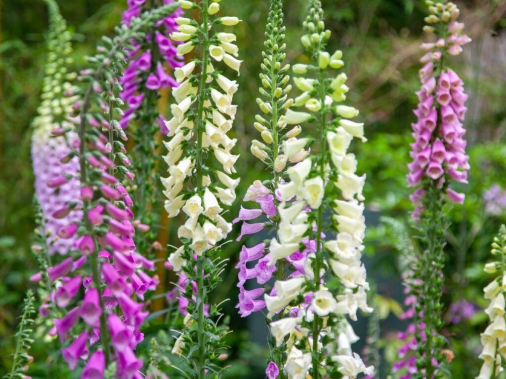 20 Self-Seeding Plants for a Garden That Practically Grows Itself ...