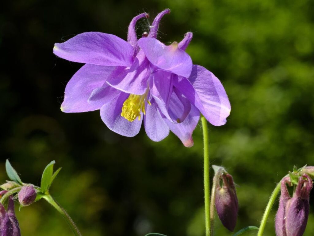 20 Self-Seeding Plants for a Garden That Practically Grows Itself ...