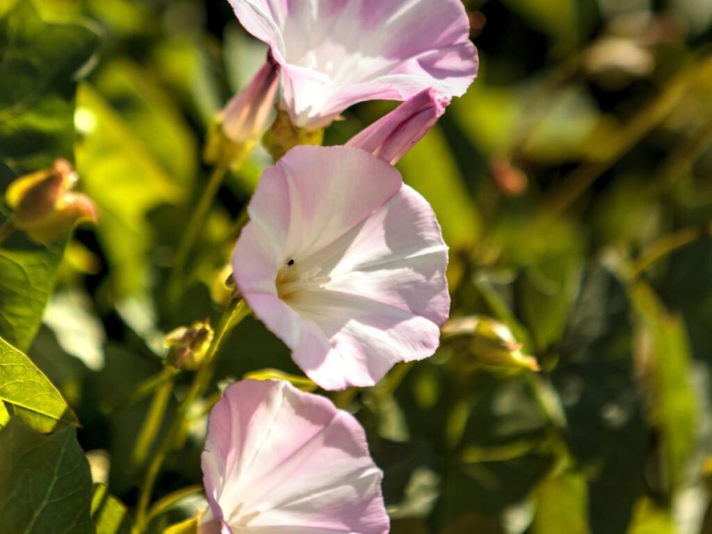 20 Self-Seeding Plants for a Garden That Practically Grows Itself ...