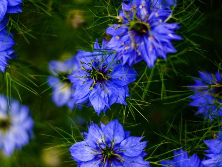 20 Self-Seeding Plants for a Garden That Practically Grows Itself ...