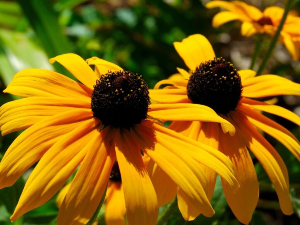 20 Self-Seeding Plants for a Garden That Practically Grows Itself ...