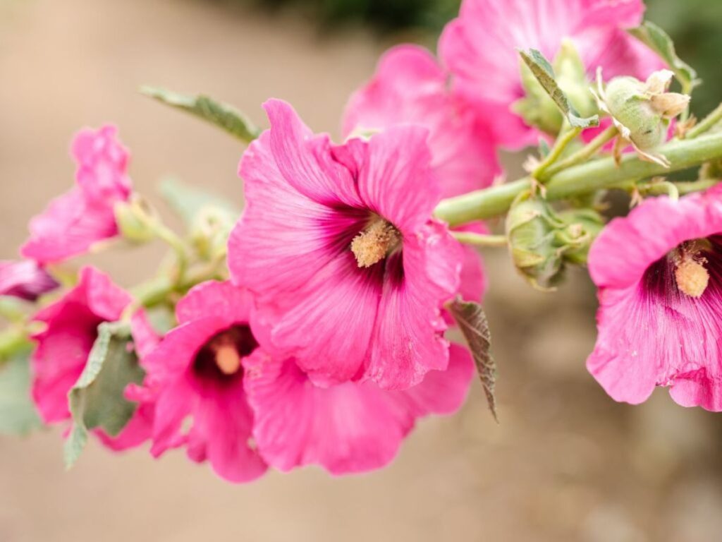20 Self-Seeding Plants for a Garden That Practically Grows Itself ...