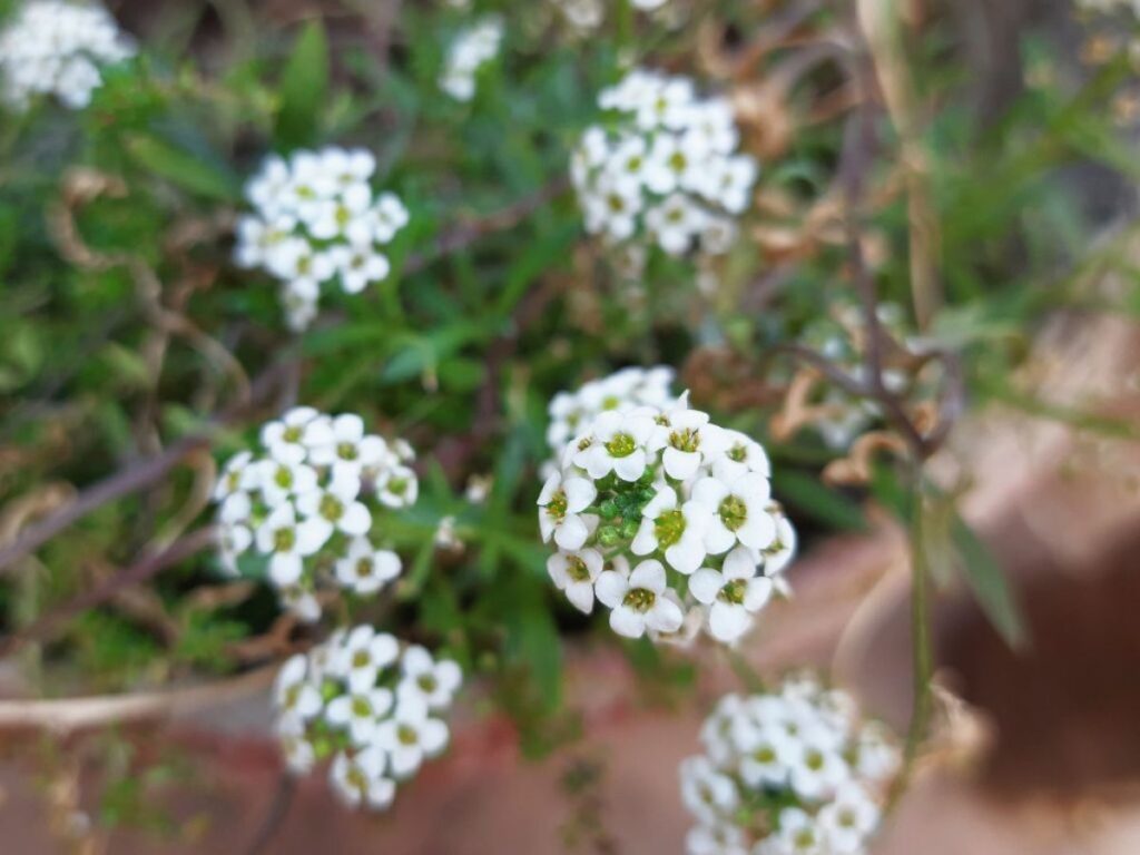 20 Self-Seeding Plants for a Garden That Practically Grows Itself ...