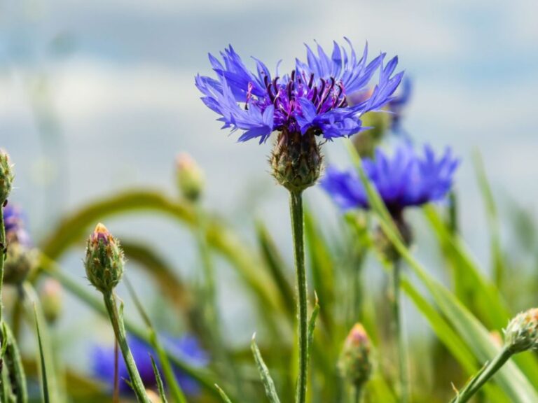 20 Self-Seeding Plants for a Garden That Practically Grows Itself ...