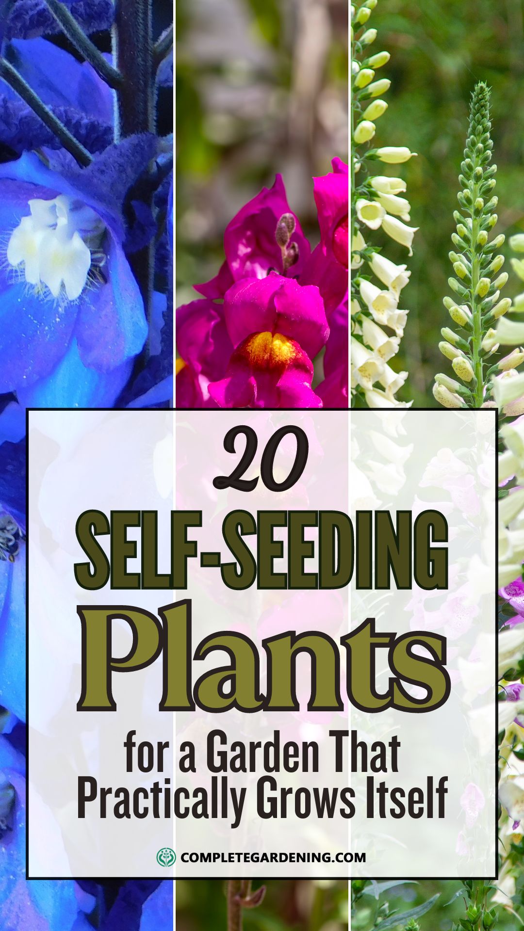 20 Self-Seeding Plants for a Garden That Practically Grows Itself ...