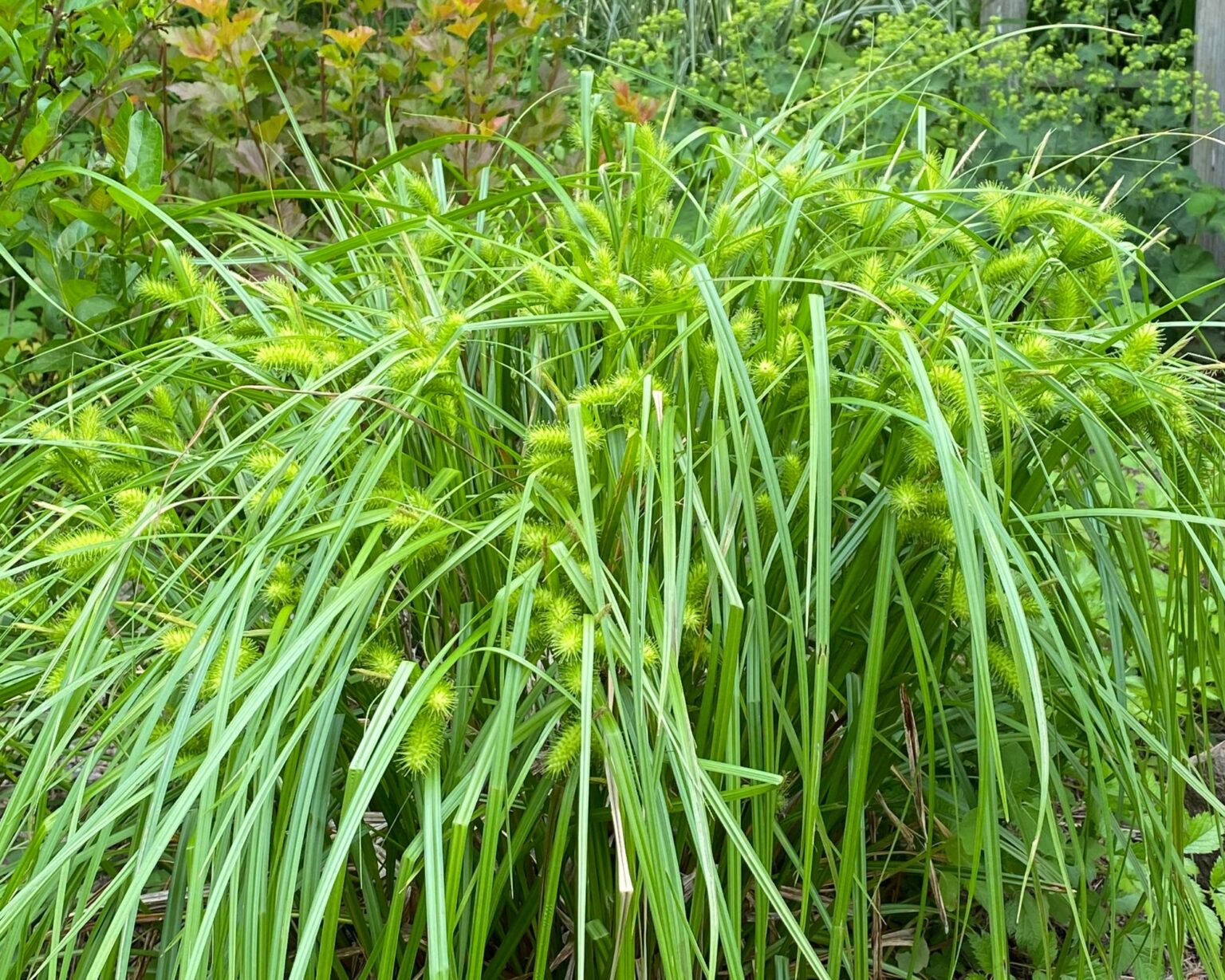 15 Shade-Tolerant Ornamental Grasses for Your Garden - Complete Gardening