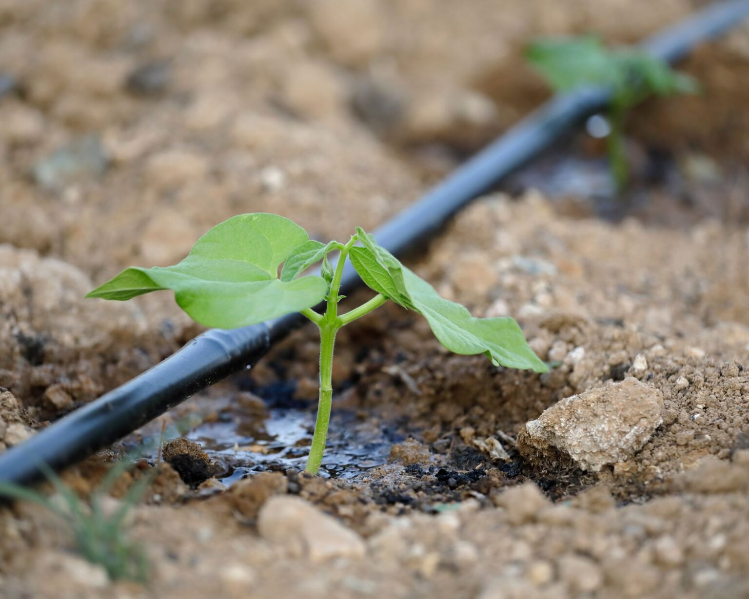 13 Ways to Prevent Soil Leaching - Complete Gardening