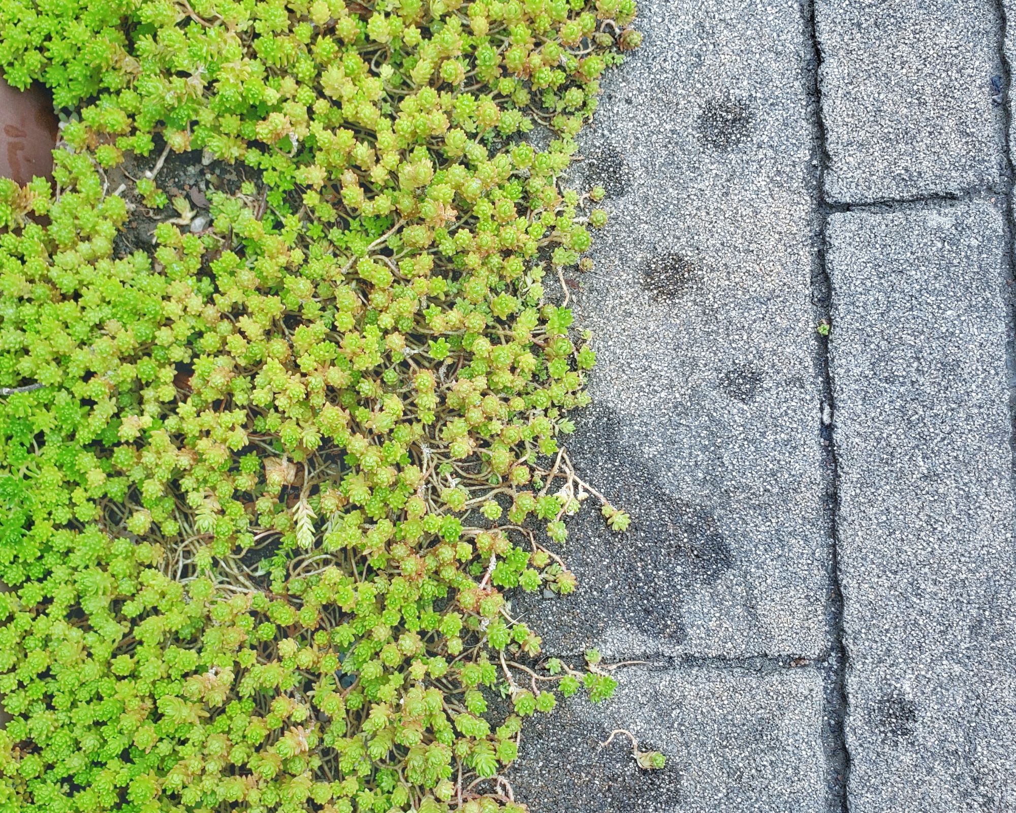 Want a Stunning Walkway? These 15 Perfect Plants Hold the Key ...
