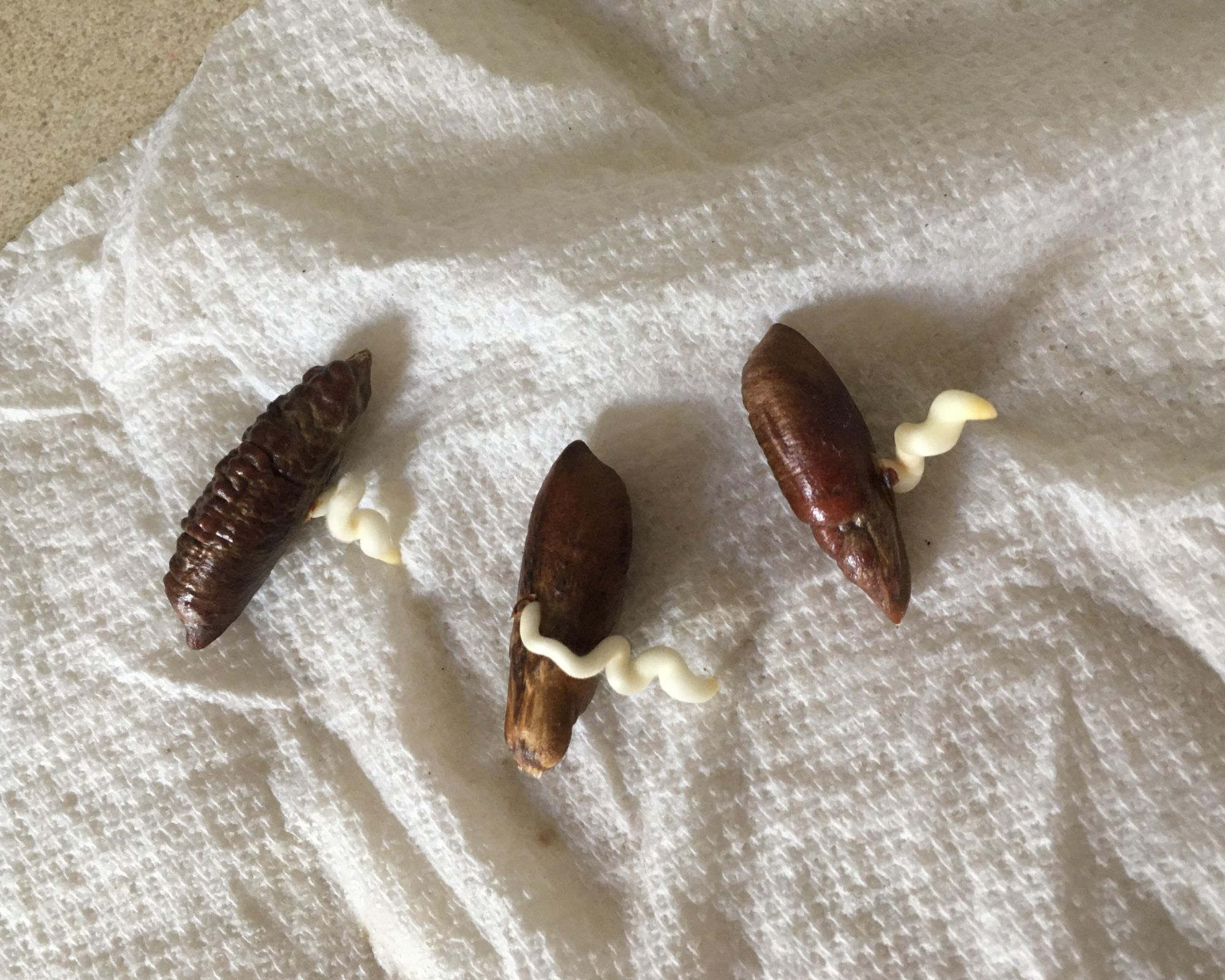 10 Must-Know Tips for Growing a Date Palm Tree from Seed at Home ...