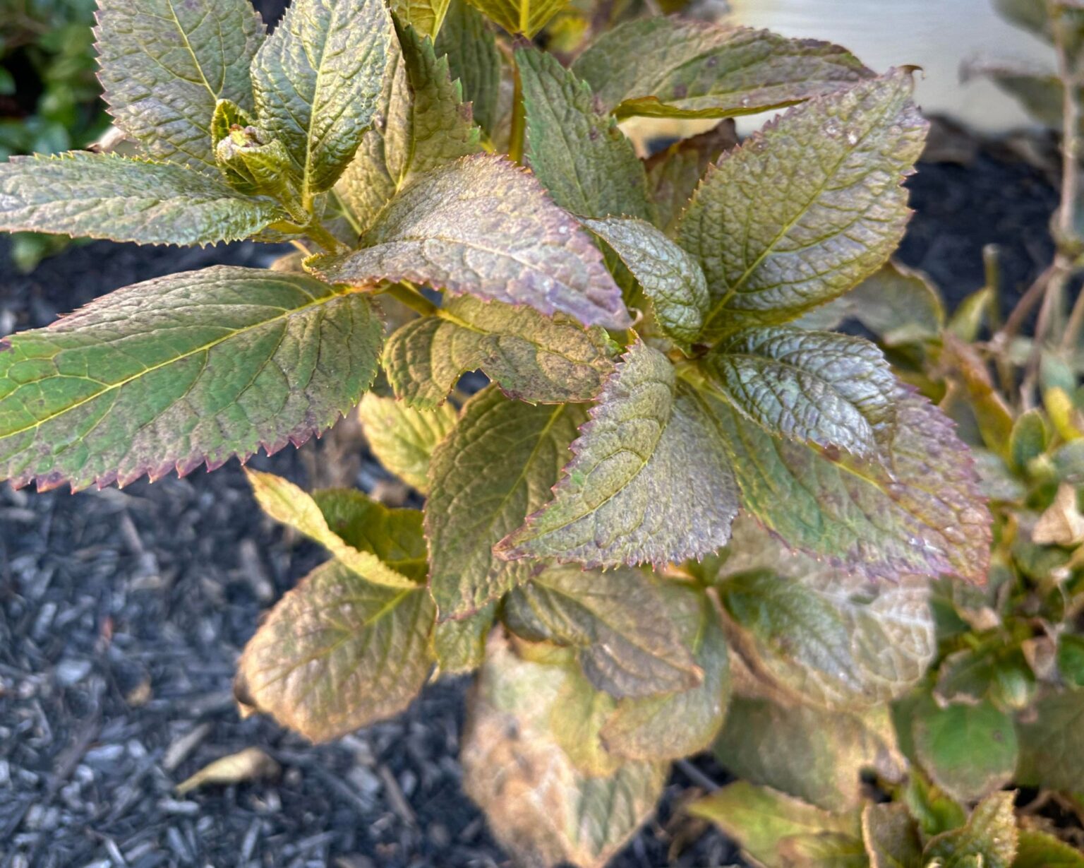 Troubleshooting Hydrangeas: 11 Common Problems and Fixes - Complete ...