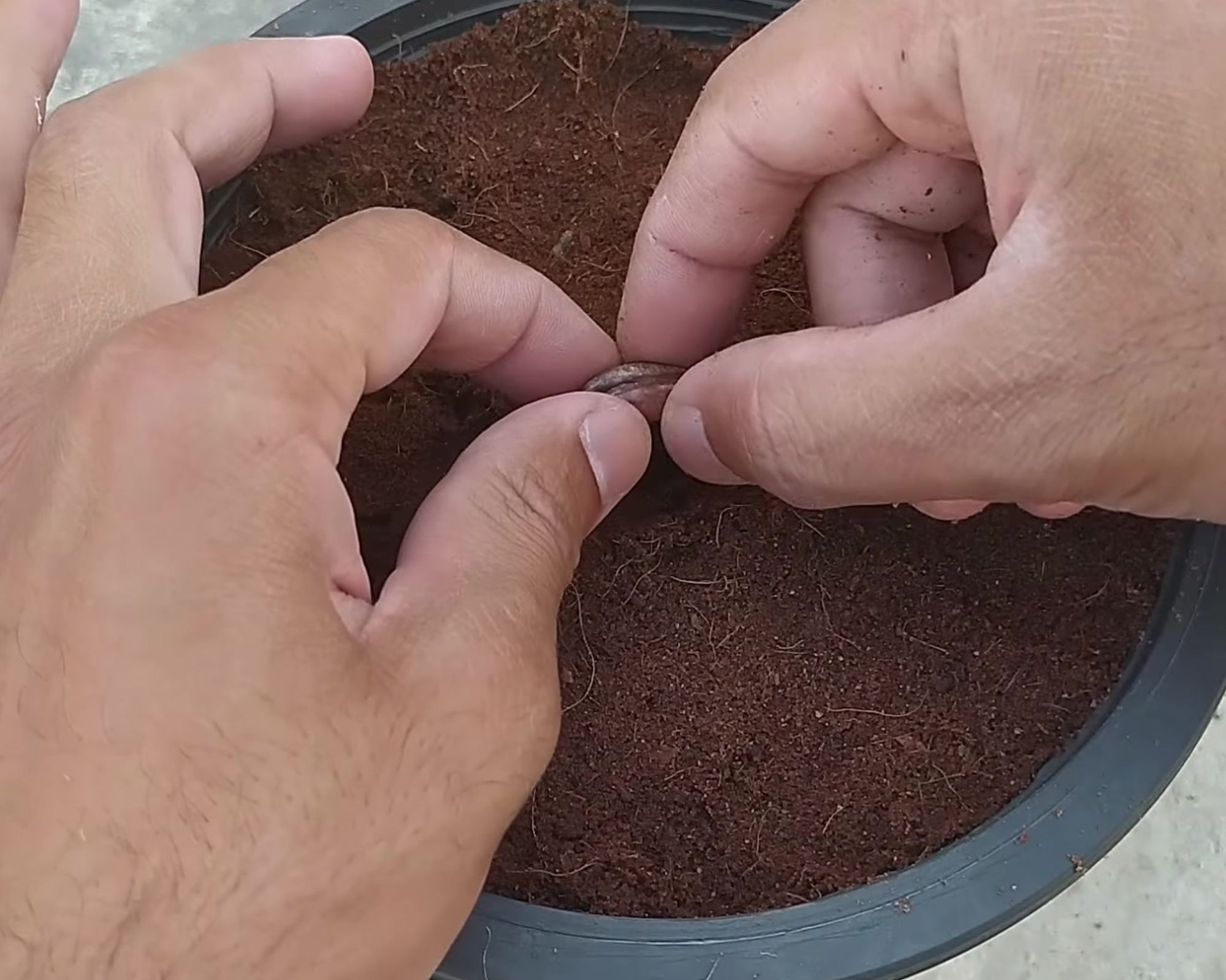 10 Must-Know Tips for Growing a Date Palm Tree from Seed at Home ...