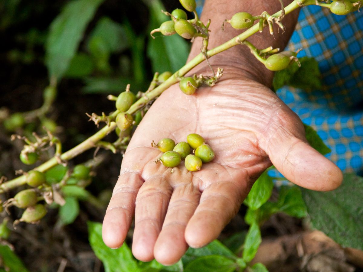 5 Easy Steps to Grow Cardamom at Home in Pots - Complete Gardening