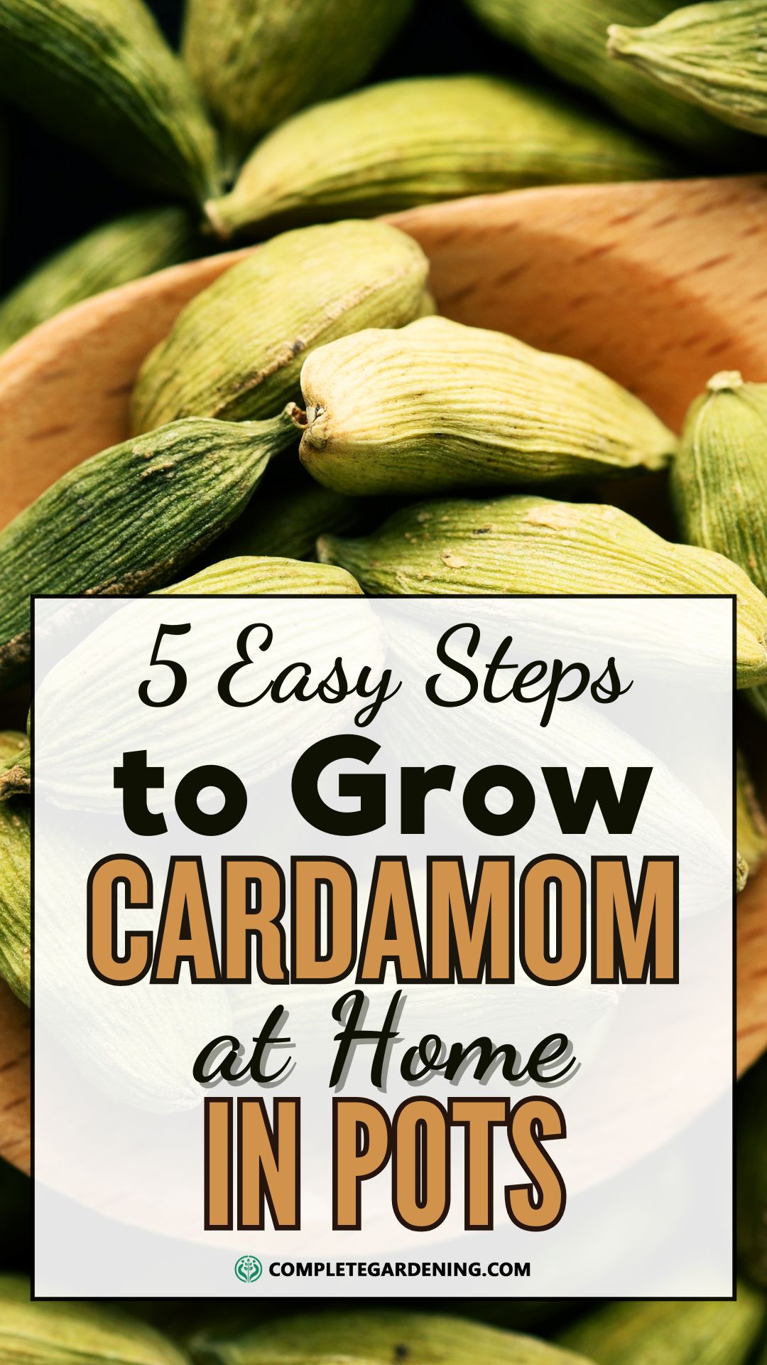 5 Easy Steps to Grow Cardamom at Home in Pots - Complete Gardening