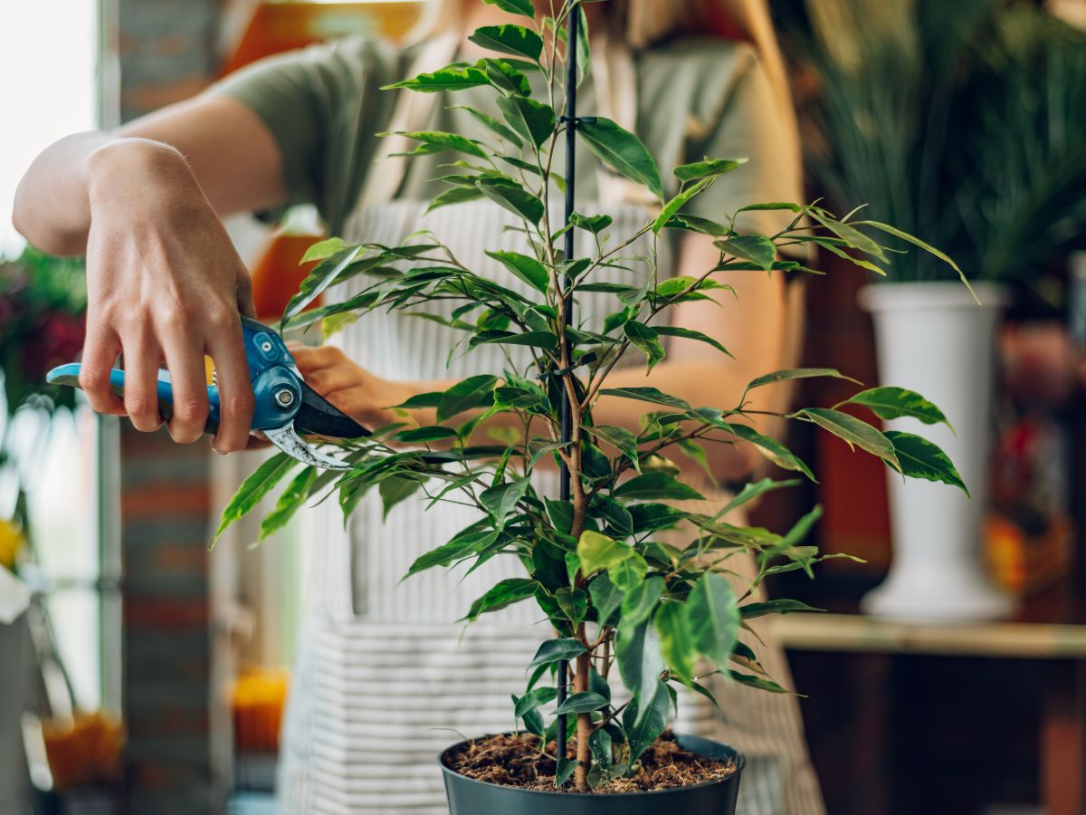5 Simple Steps to Debug and Clean Your Plants Before Bringing Them ...
