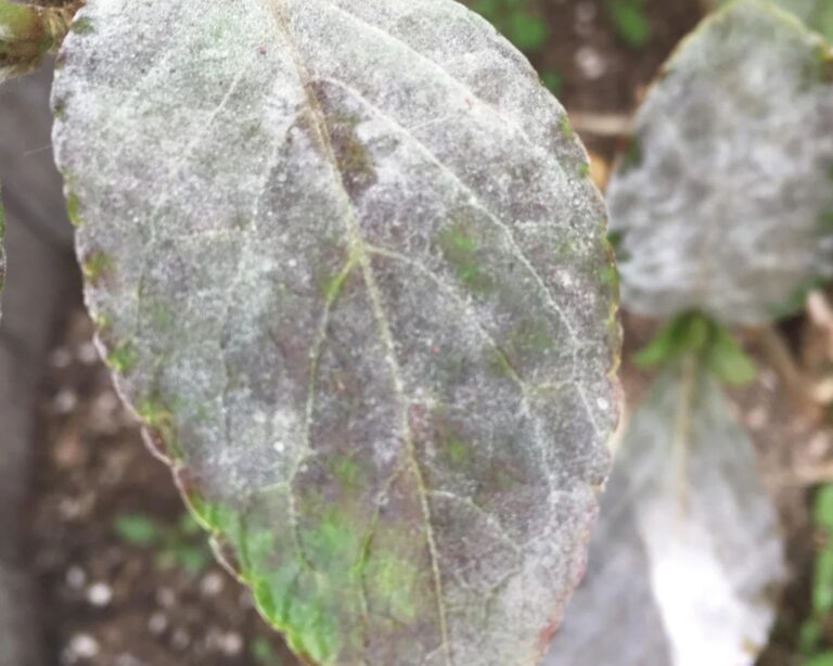 Troubleshooting Hydrangeas: 11 Common Problems and Fixes - Complete ...