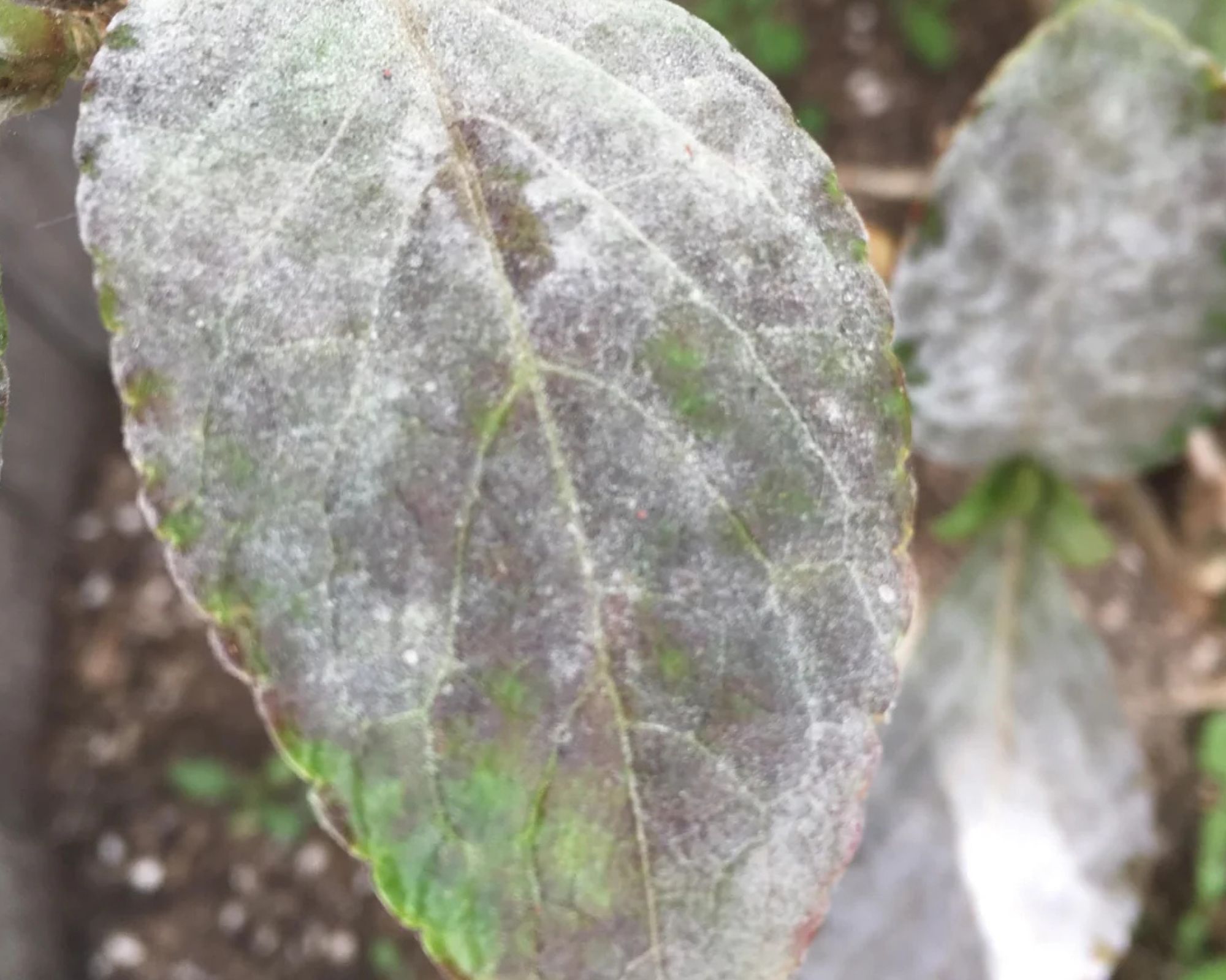 Troubleshooting Hydrangeas: 11 Common Problems and Fixes - Complete ...