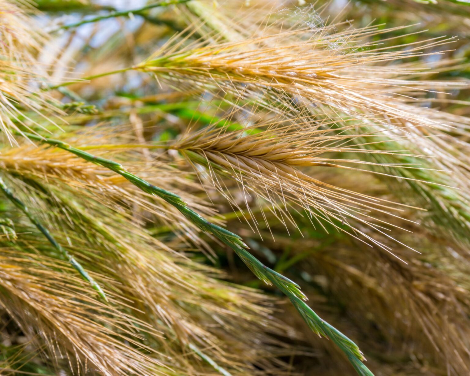 15 Shade-Tolerant Ornamental Grasses for Your Garden - Complete Gardening
