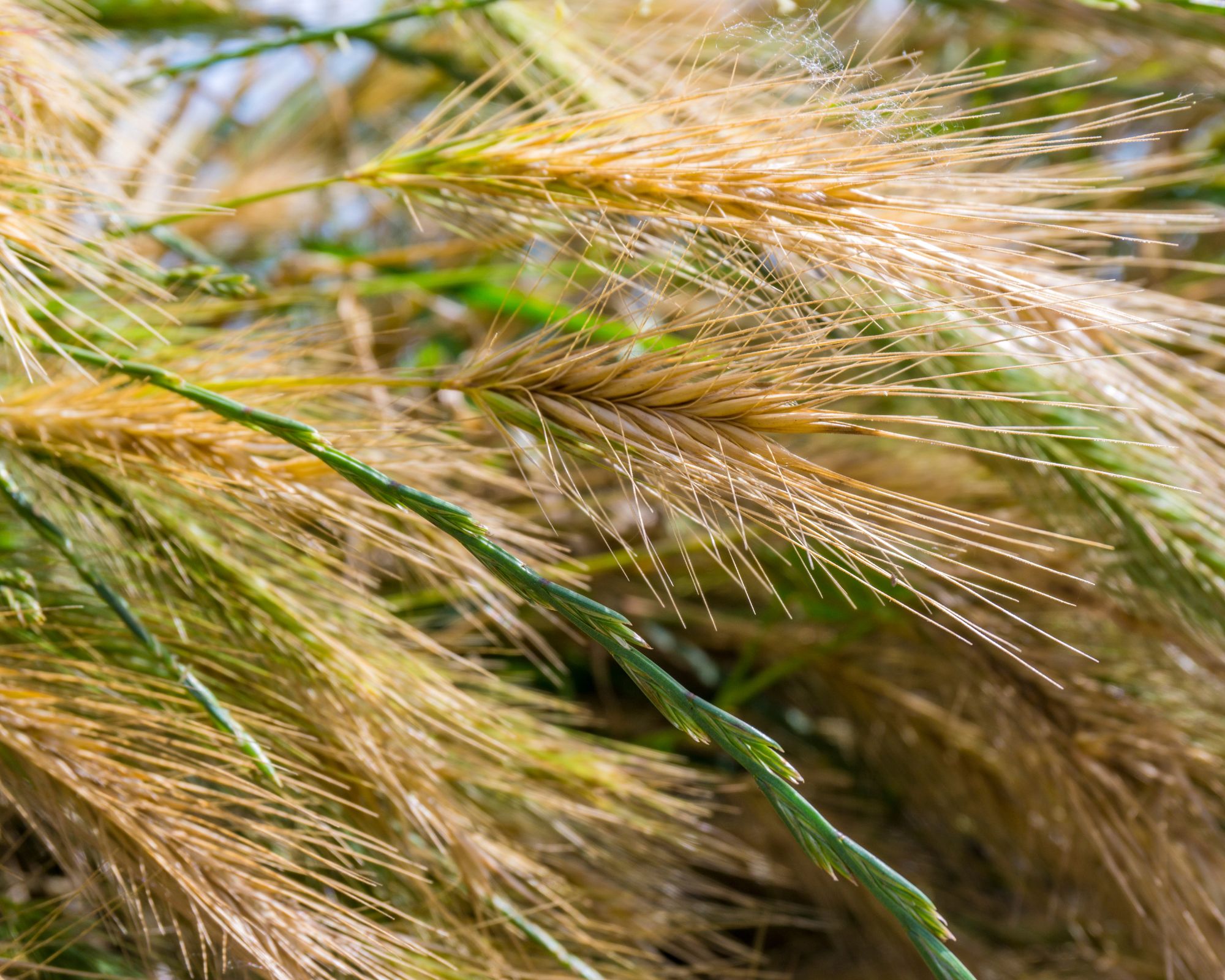 15 Shade-Tolerant Ornamental Grasses for Your Garden - Complete Gardening
