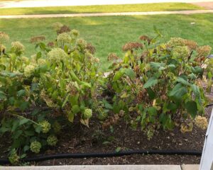 Troubleshooting Hydrangeas: 11 Common Problems and Fixes - Complete ...