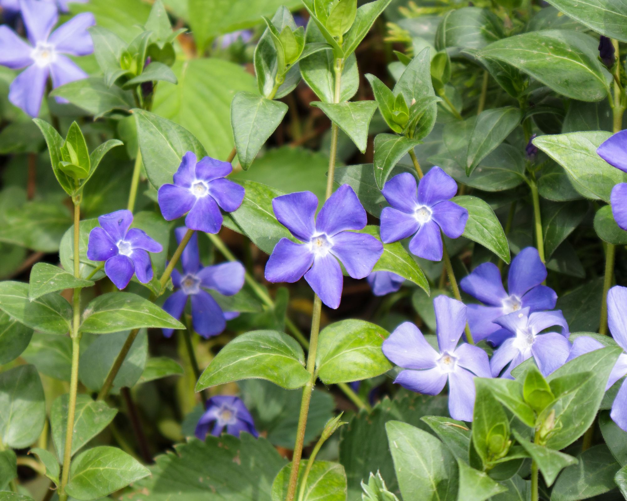20 Perennial Ground Covers You’ll Love – Say Goodbye to Replanting ...