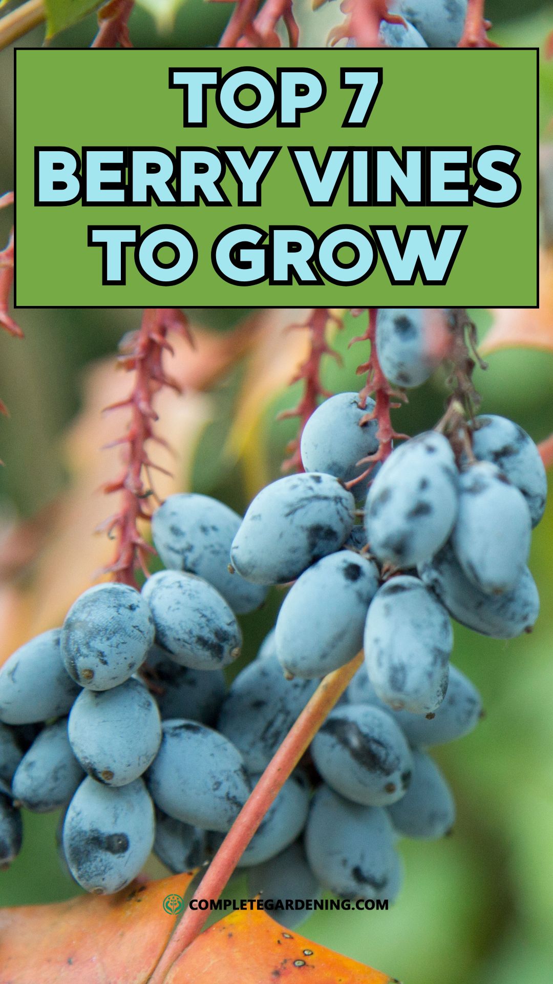 7 Berry Vines to Grow for a Bountiful and Beautiful Garden - Complete ...