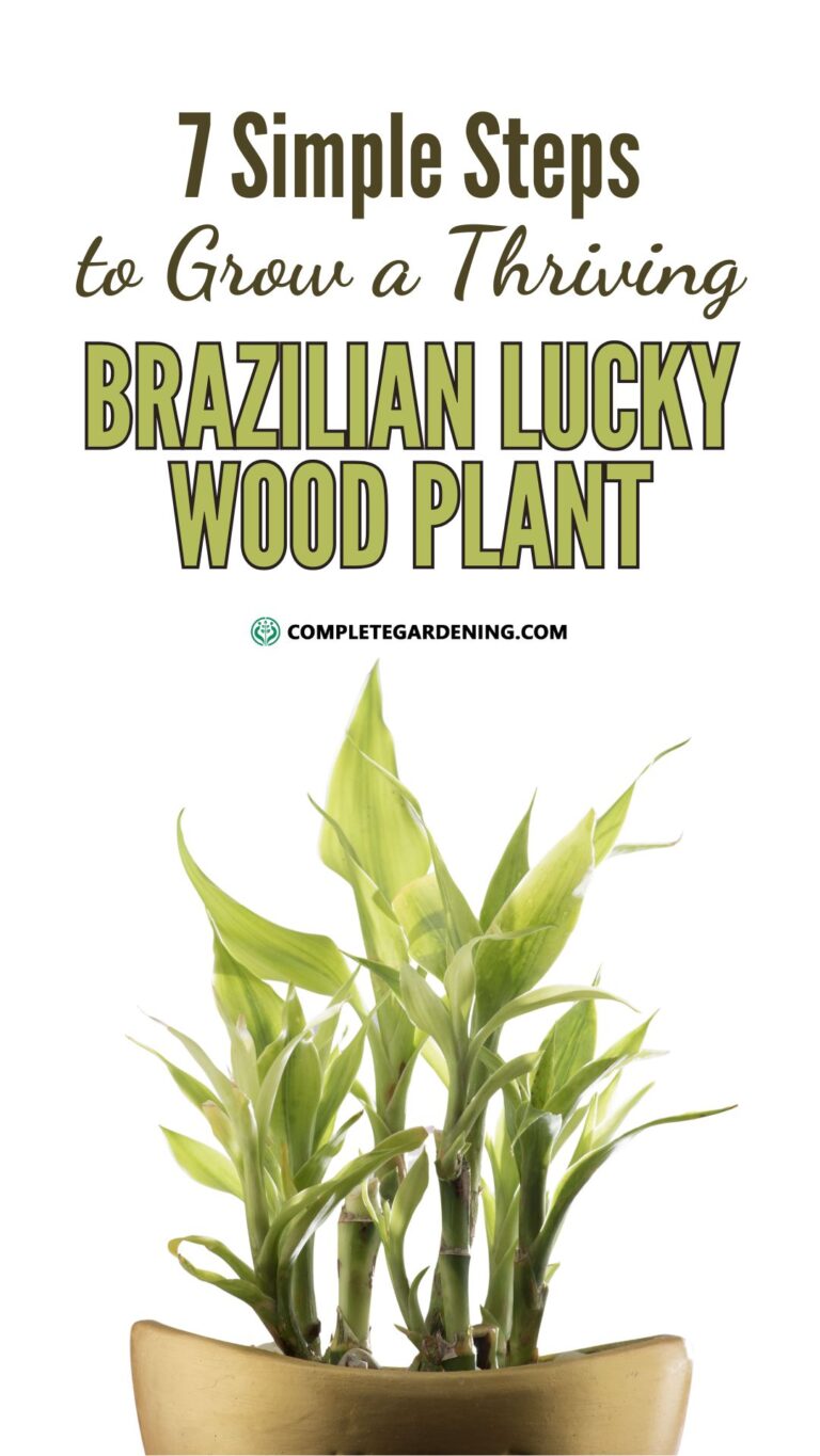 7 Simple Steps to Grow a Thriving Brazilian Lucky Wood Plant - Complete Gardening