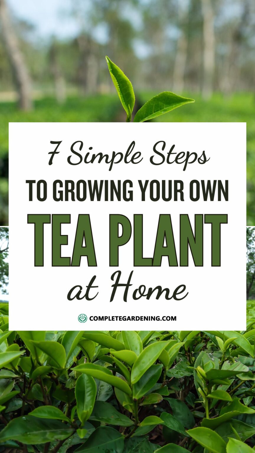 7 Simple Steps to Growing Your Own Tea Plant at Home (Yes, You Can ...