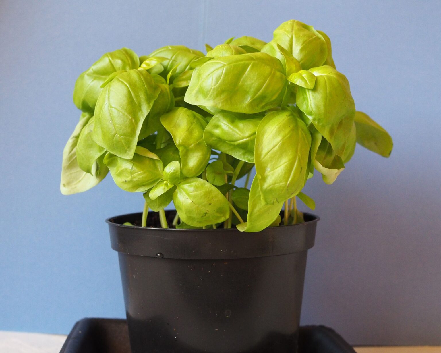 16 Lucky Plants for Prosperity: How Do They Attract Wealth? - Complete ...