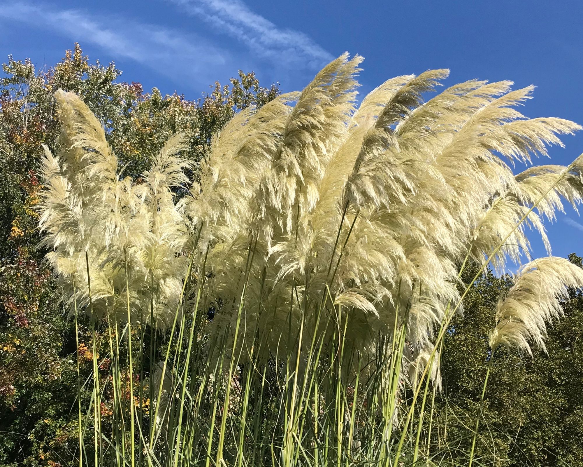 15 Shade-Tolerant Ornamental Grasses for Your Garden - Complete Gardening