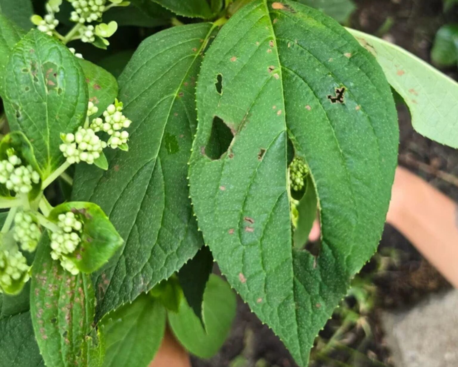 Troubleshooting Hydrangeas: 11 Common Problems and Fixes - Complete ...