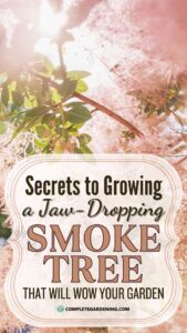 8 Secrets to Growing a Jaw-Dropping Smoke Tree That Will Wow Your ...