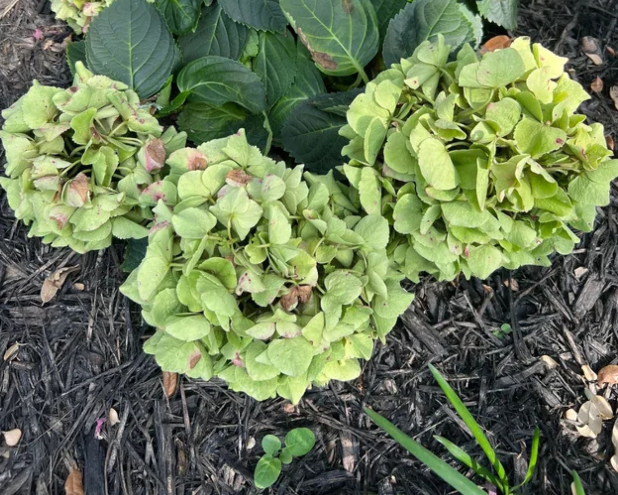 Troubleshooting Hydrangeas: 11 Common Problems and Fixes - Complete ...