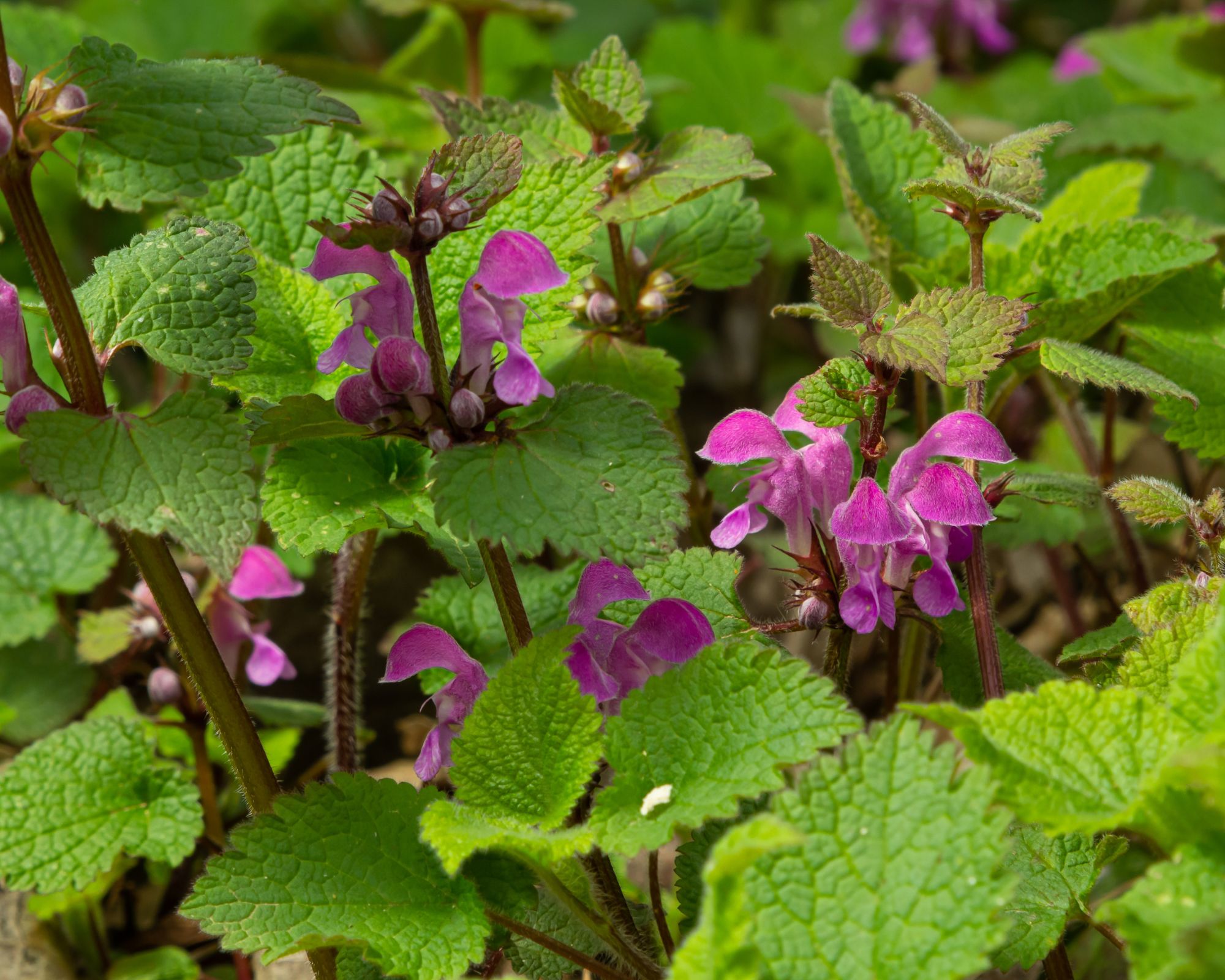 20 Perennial Ground Covers You’ll Love – Say Goodbye to Replanting ...