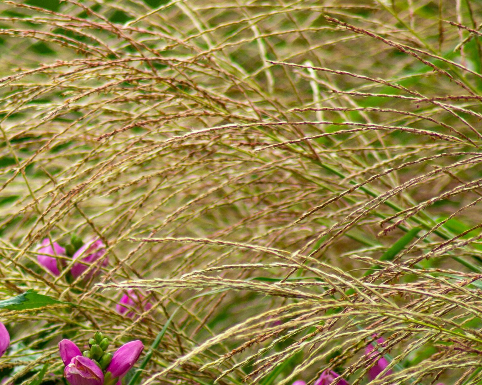 15 Shade-Tolerant Ornamental Grasses for Your Garden - Complete Gardening