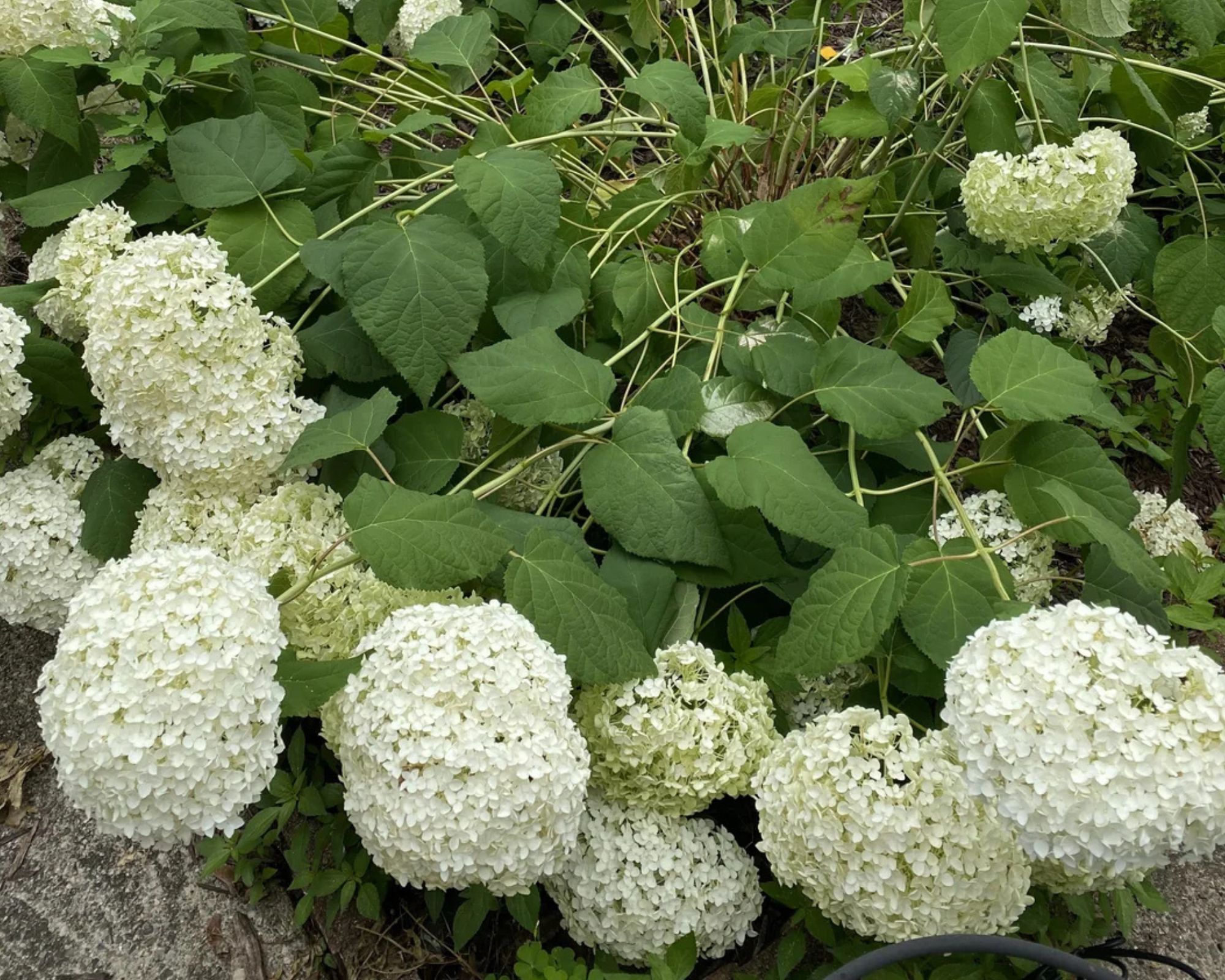 Troubleshooting Hydrangeas: 11 Common Problems and Fixes - Complete ...