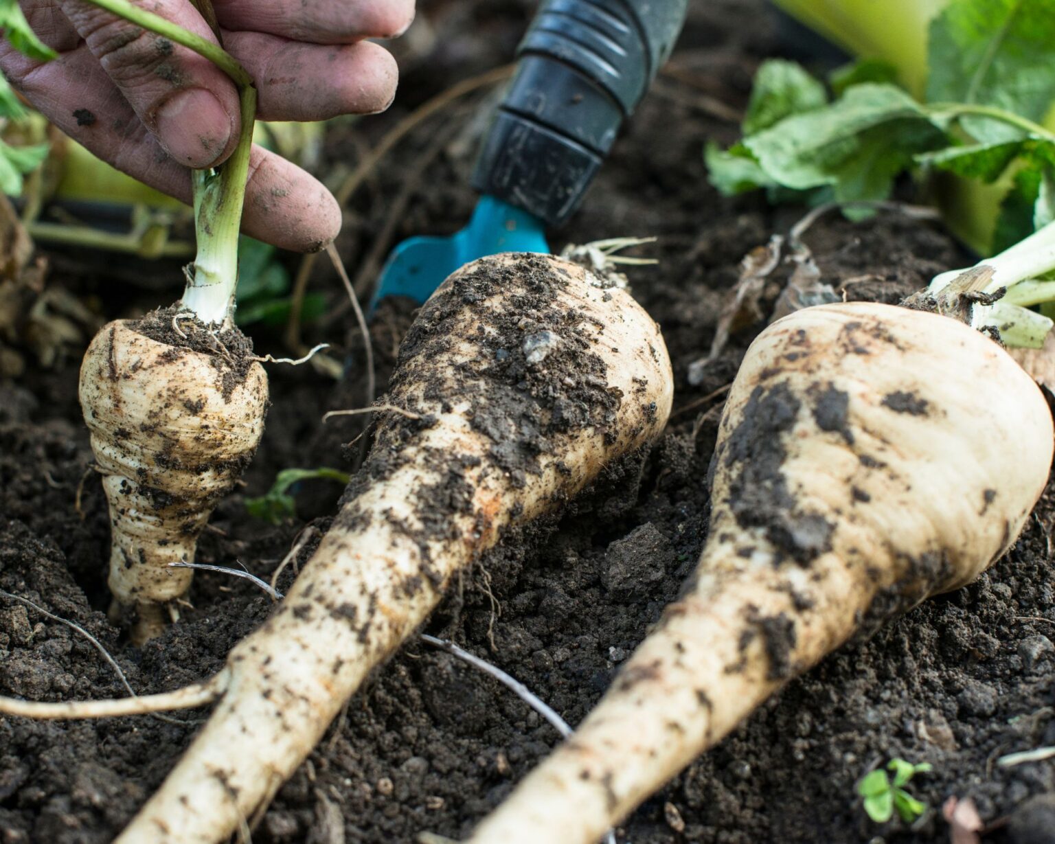 13 Ways to Prevent Soil Leaching - Complete Gardening