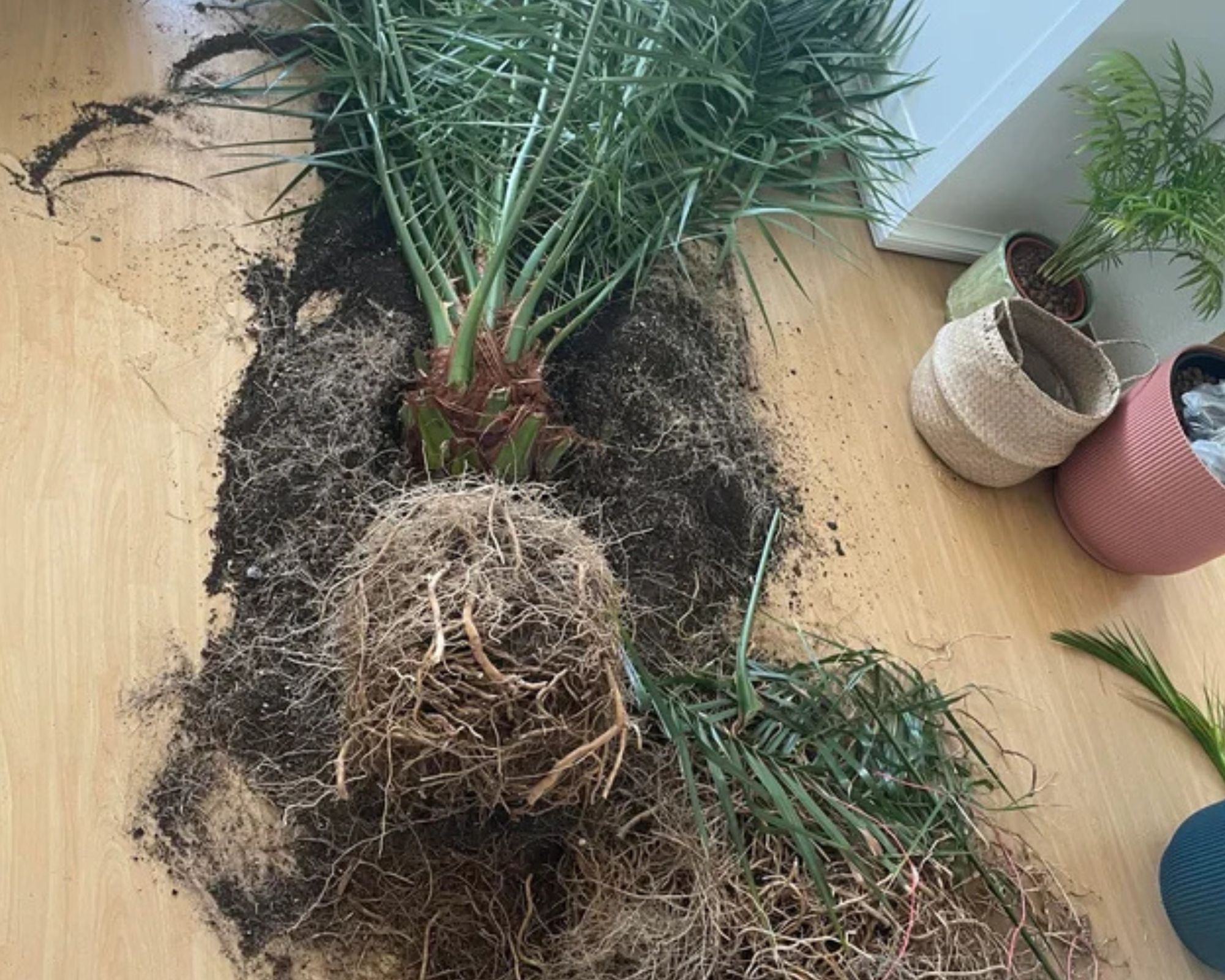 10 Must-Know Tips for Growing a Date Palm Tree from Seed at Home ...