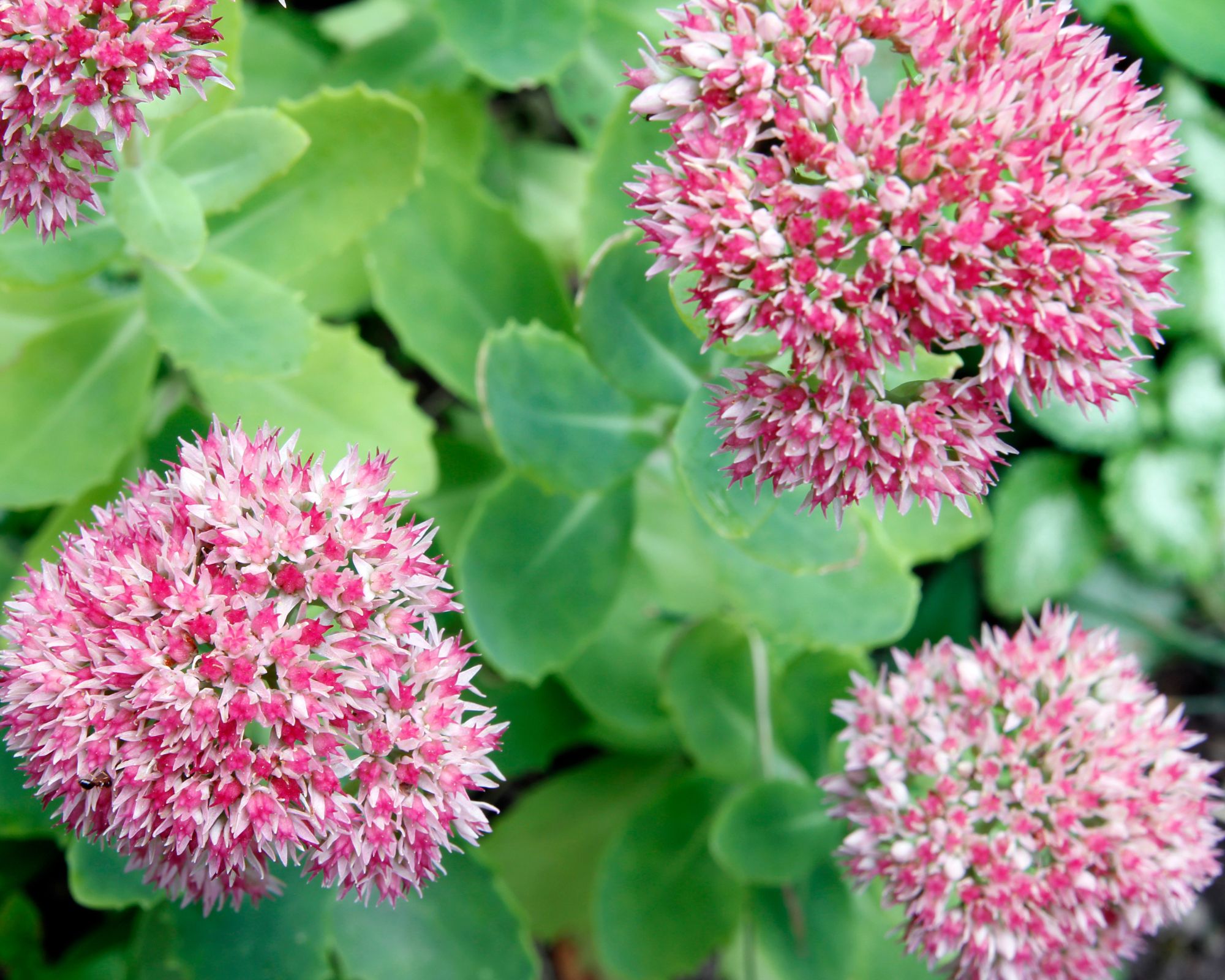 20 Perennial Ground Covers You’ll Love – Say Goodbye to Replanting ...