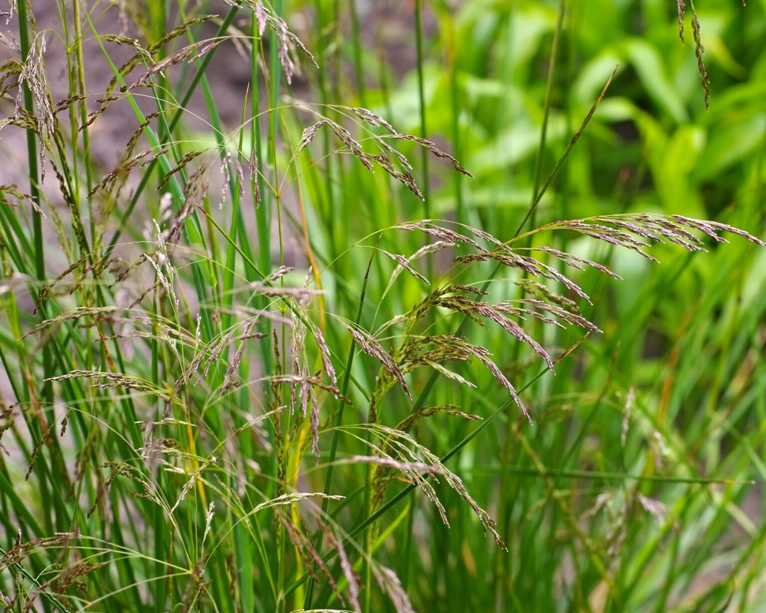 15 Shade-Tolerant Ornamental Grasses for Your Garden - Complete Gardening