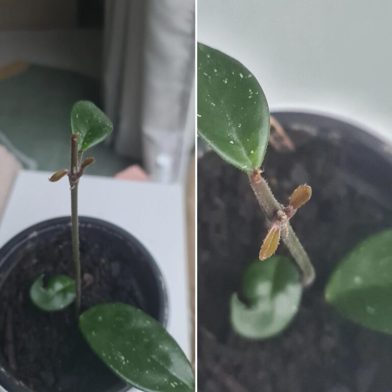 All You Need to Know About Caring for and Propagating Hoya Carnosa ...