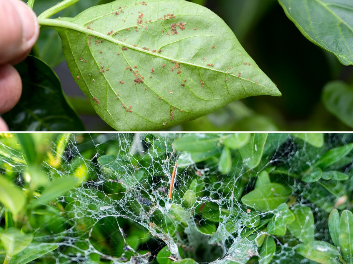 Winter Daphne: A Comprehensive Growing Guide - Complete Gardening