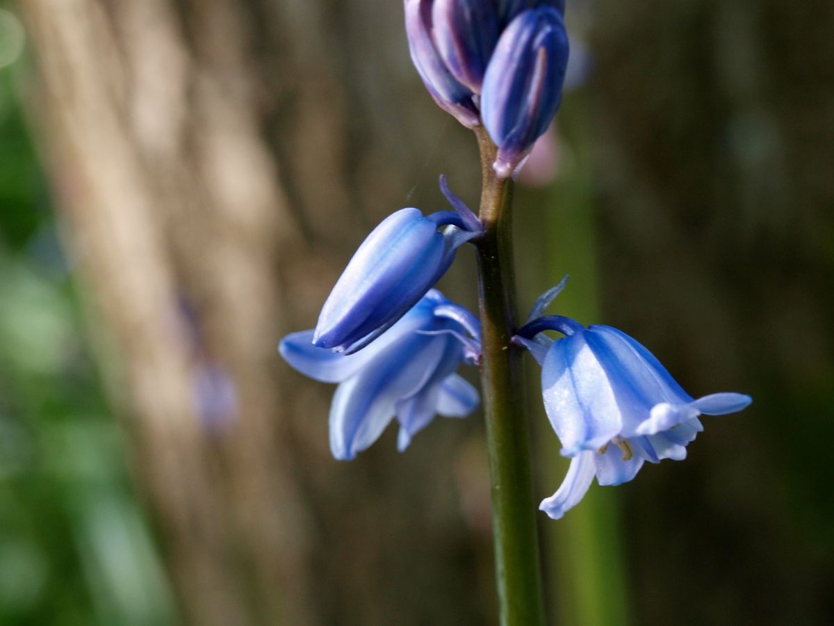 Azure Beauties: 40 Blue Flowers to Transform Your Garden - Complete ...