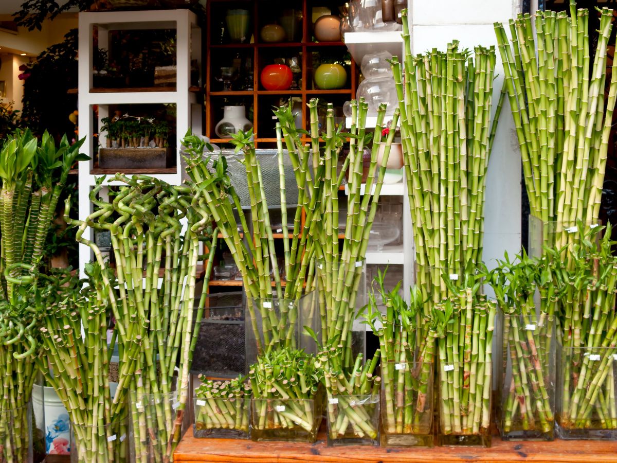 7 Simple Steps to Grow a Thriving Brazilian Lucky Wood Plant - Complete ...